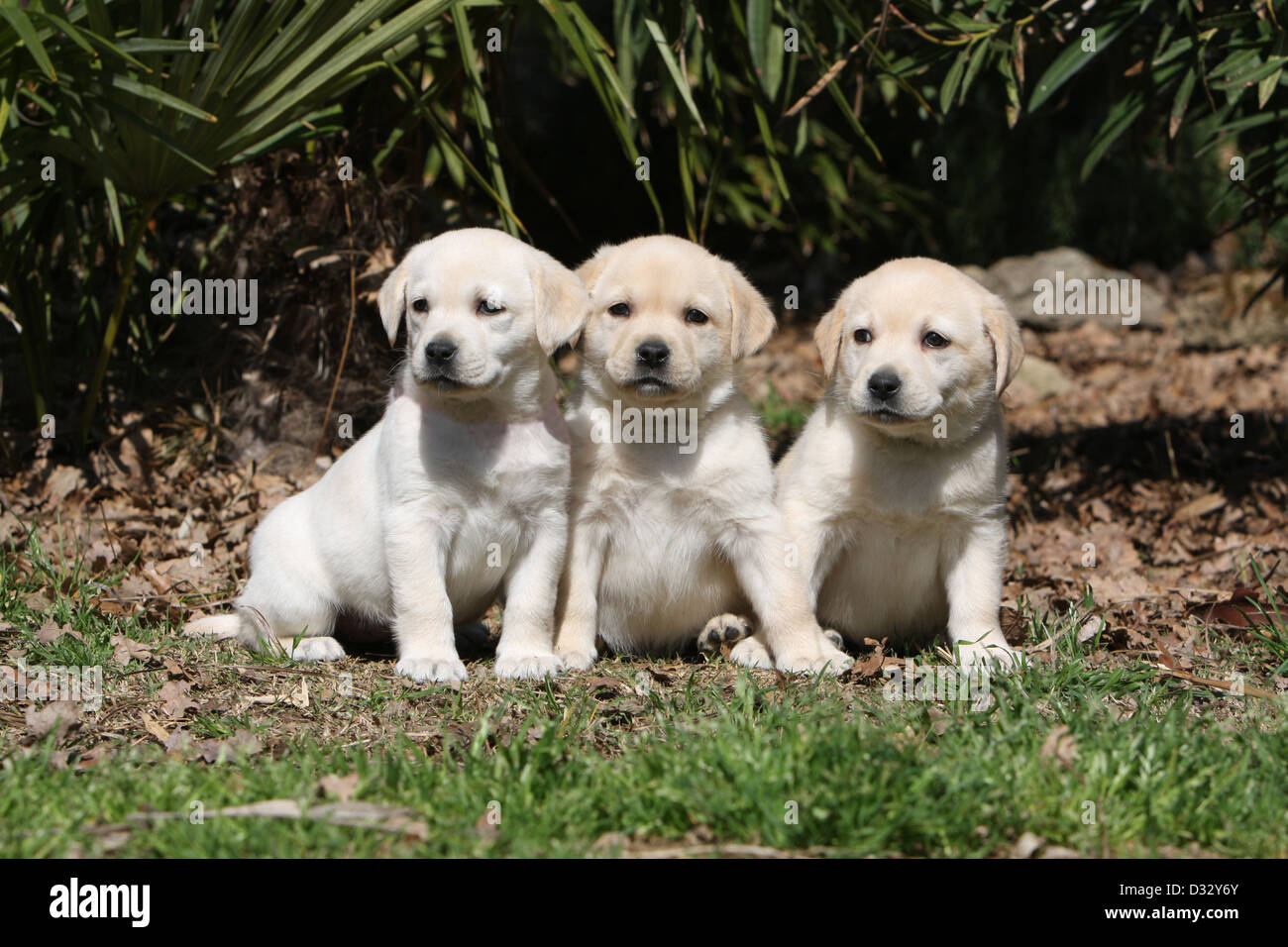 Labrador retrievers trio hi-res stock photography and images - Alamy