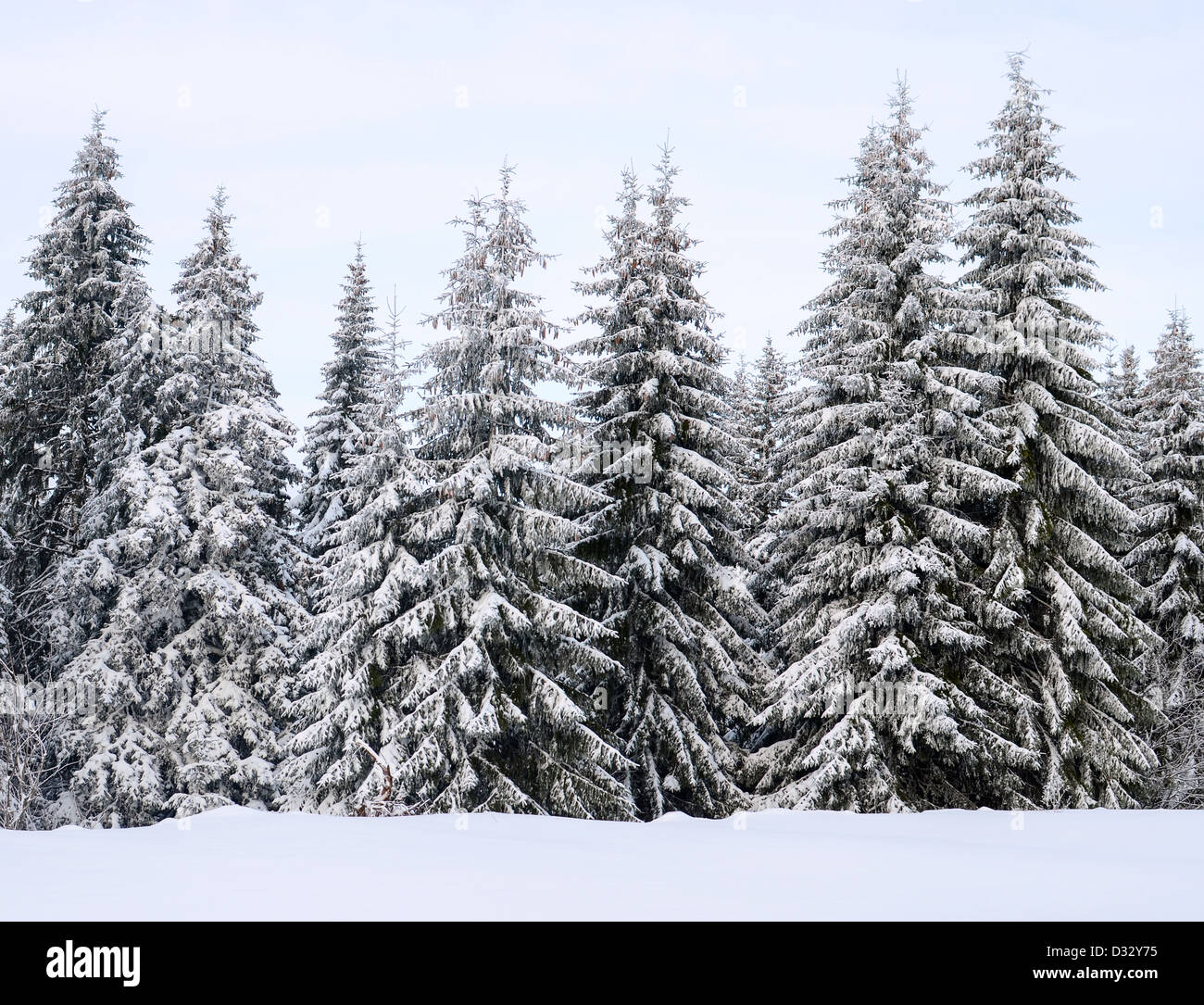 Beautiful winter forest Stock Photo - Alamy