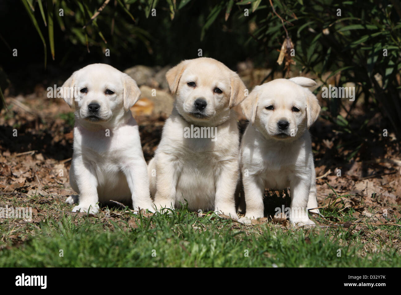 Three labradors sitting hi-res stock photography and images - Alamy