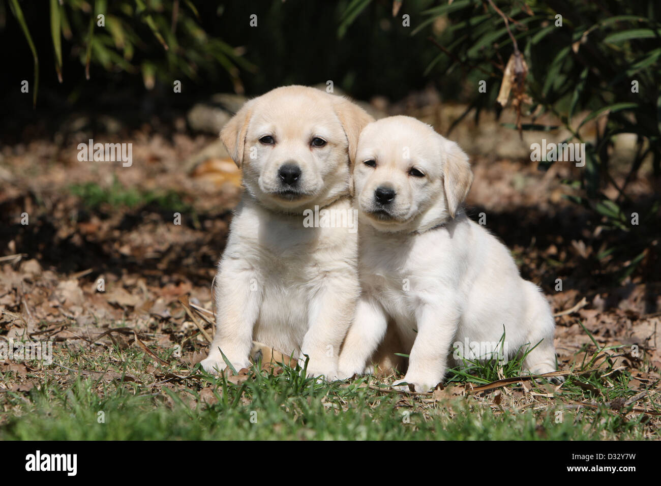 Labrador retrievers duo hi-res stock photography and images - Alamy