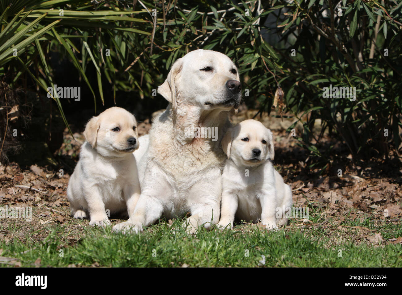 Yellow lab mother and puppies hi-res stock photography and images - Alamy