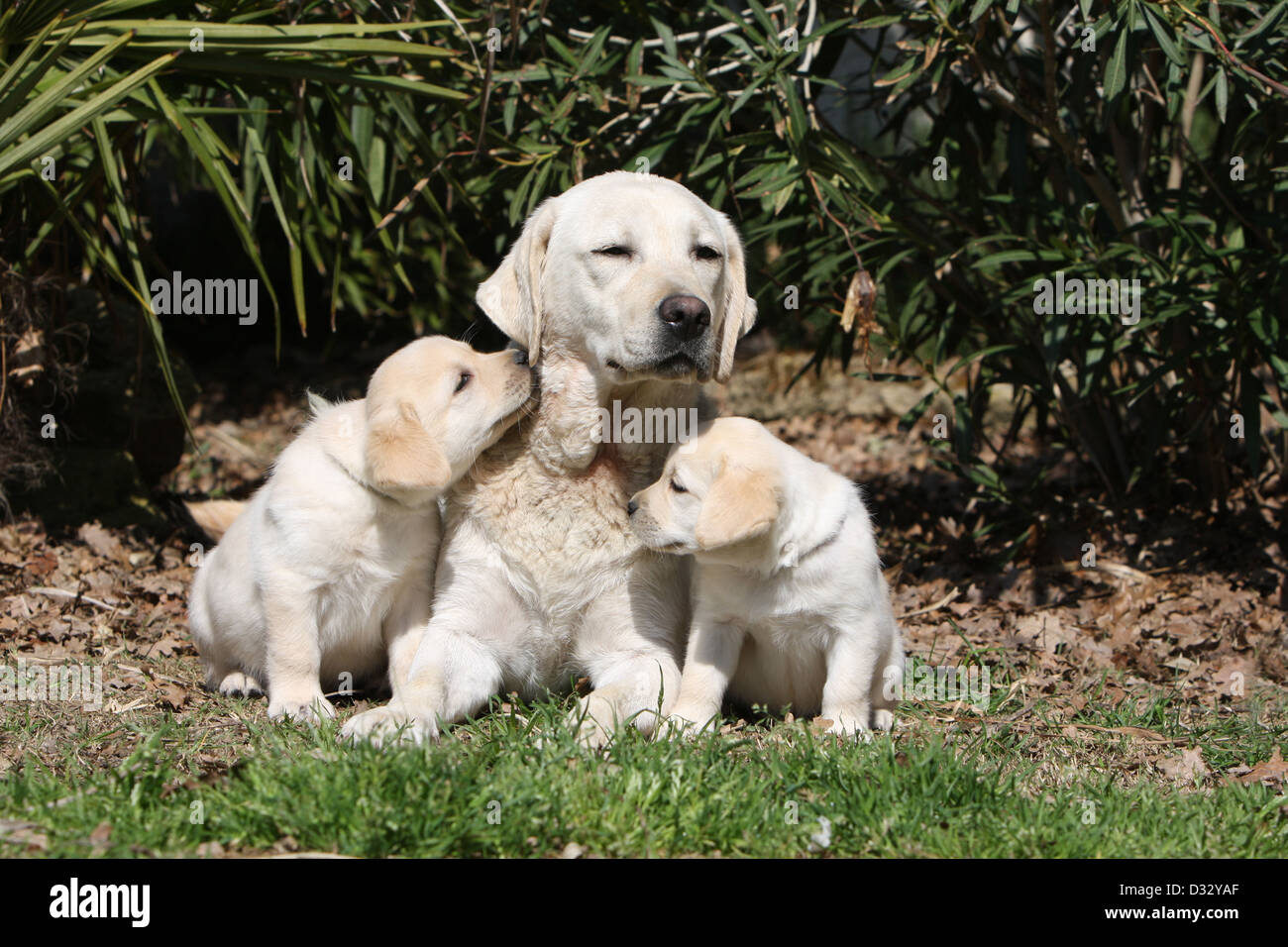 Dog Labrador Retriever adult and puppies (yellow) in a garden Stock ...