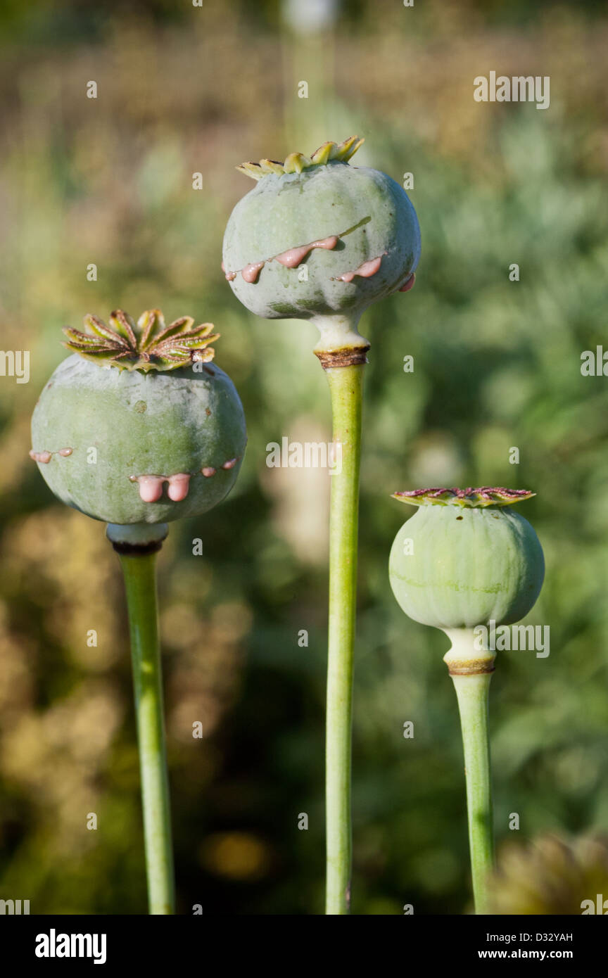 Dried Opium Poppy