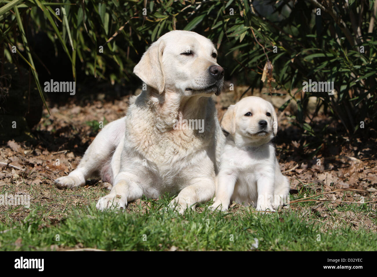 Dog Labrador Retriever adult and puppy (yellow) in a garden Stock Photo ...