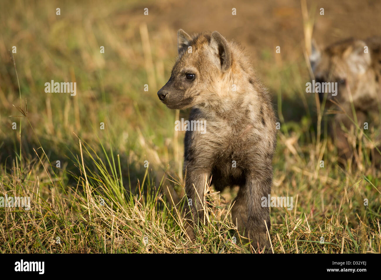 Spotted hyena pups(Crocuta crocuta), Maasai Mara National Reserve ...