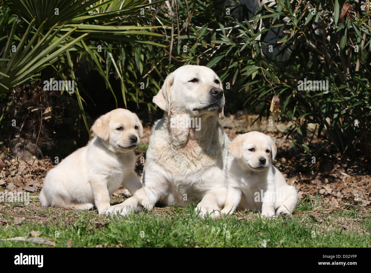Dog Labrador Retriever adult and puppies (yellow) in a garden Stock ...