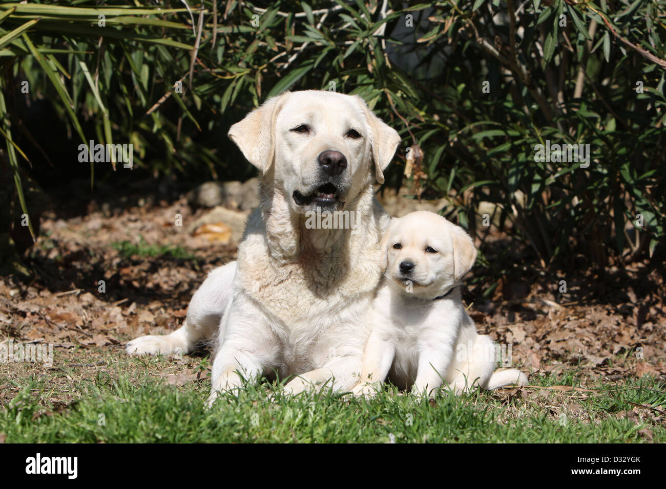 Labs assistance yellow labrador working dog cute hi-res stock ...