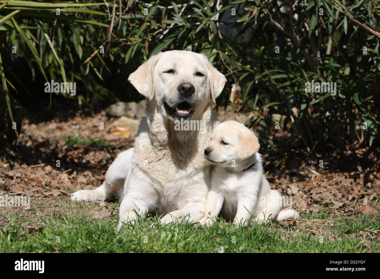Yellow lab mother and puppies hi-res stock photography and images - Alamy