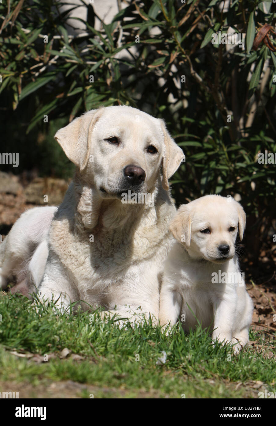 Labs assistance yellow labrador working dog cute hi-res stock ...