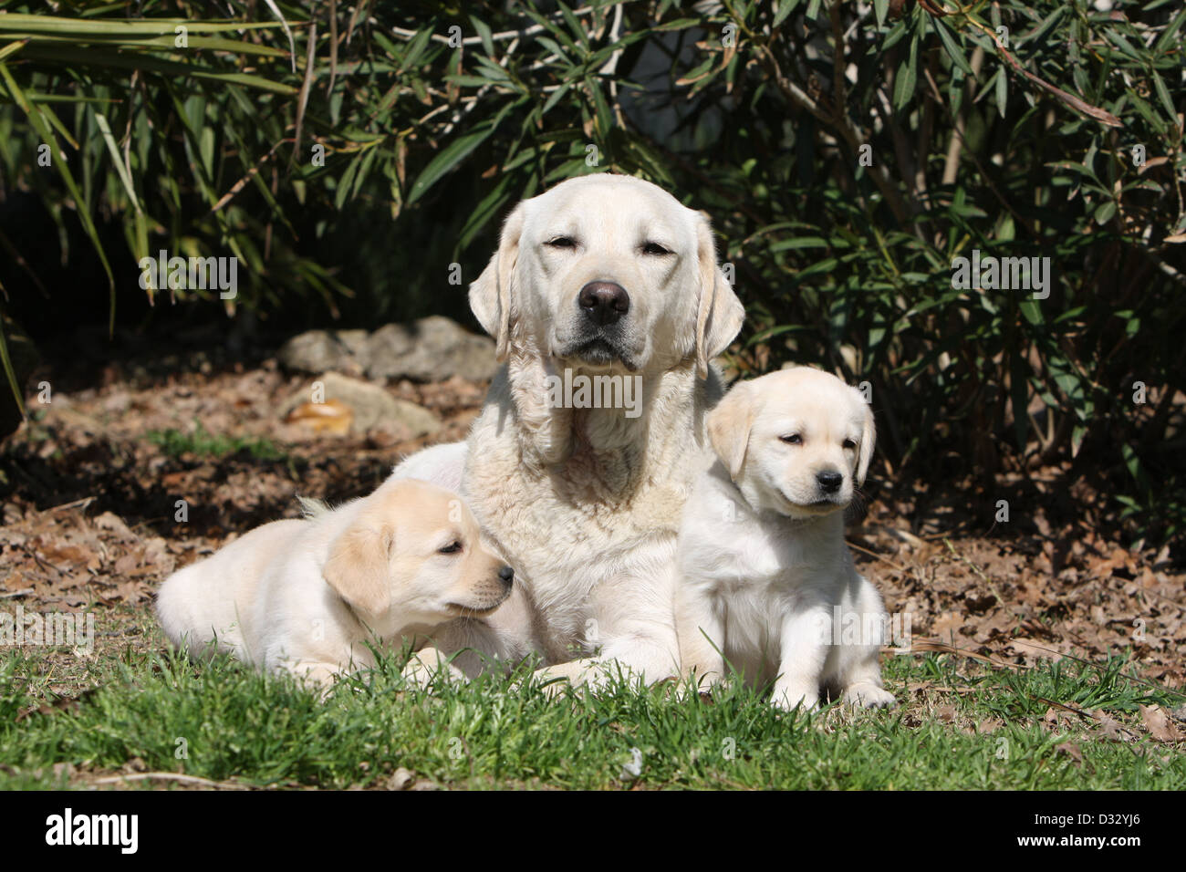 Dog Labrador Retriever adult and puppies (yellow) in a garden Stock ...