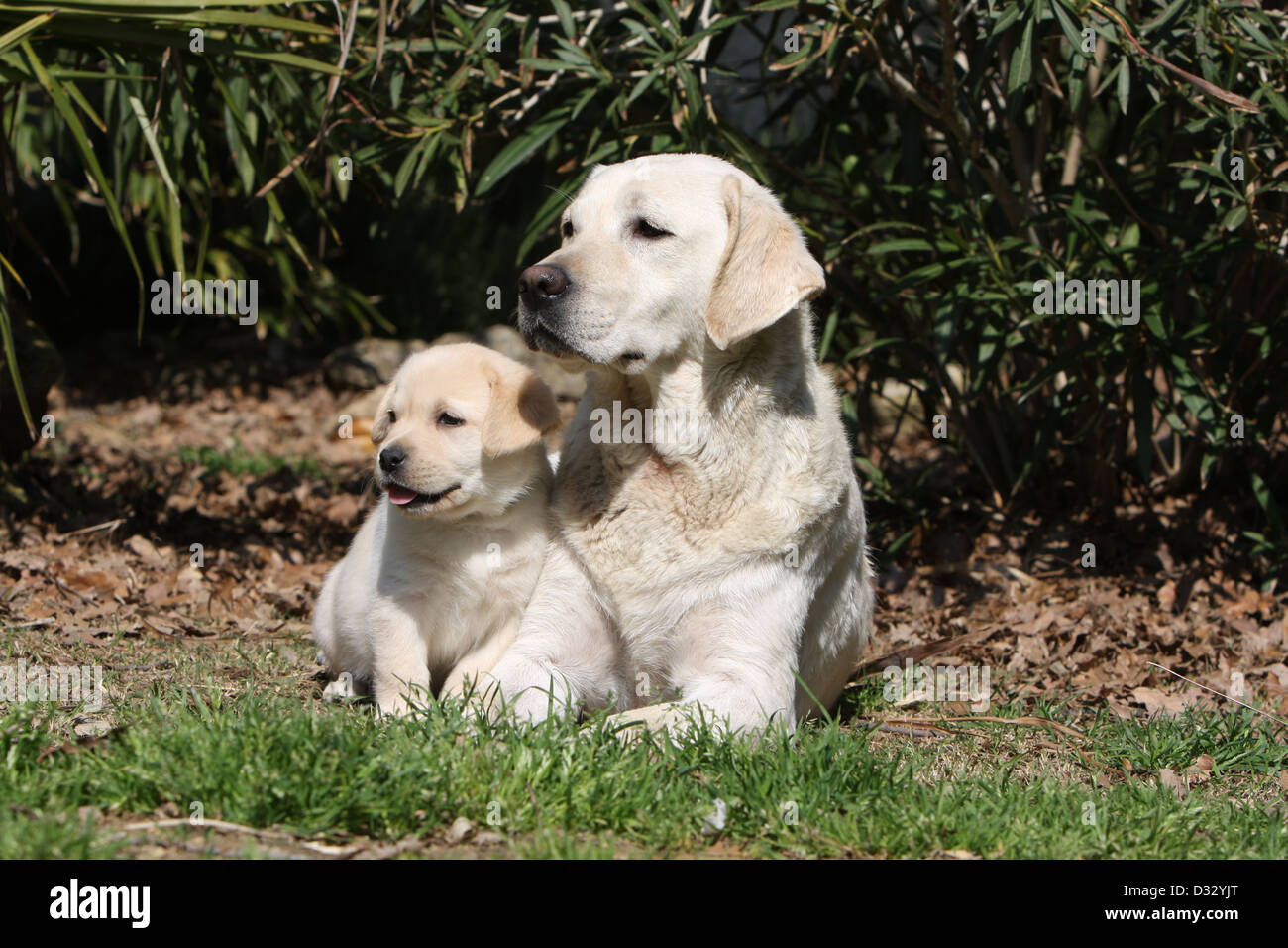 Dog Labrador Retriever adult and puppy (yellow) in a garden Stock Photo ...