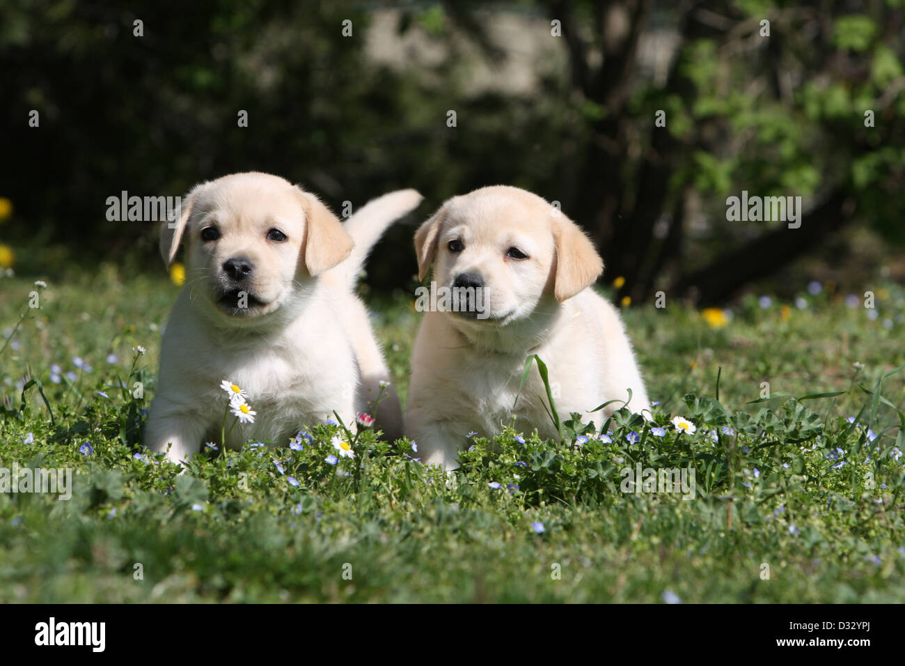 Best Outdoor Dog House For Labrador at Paul Maxwell blog