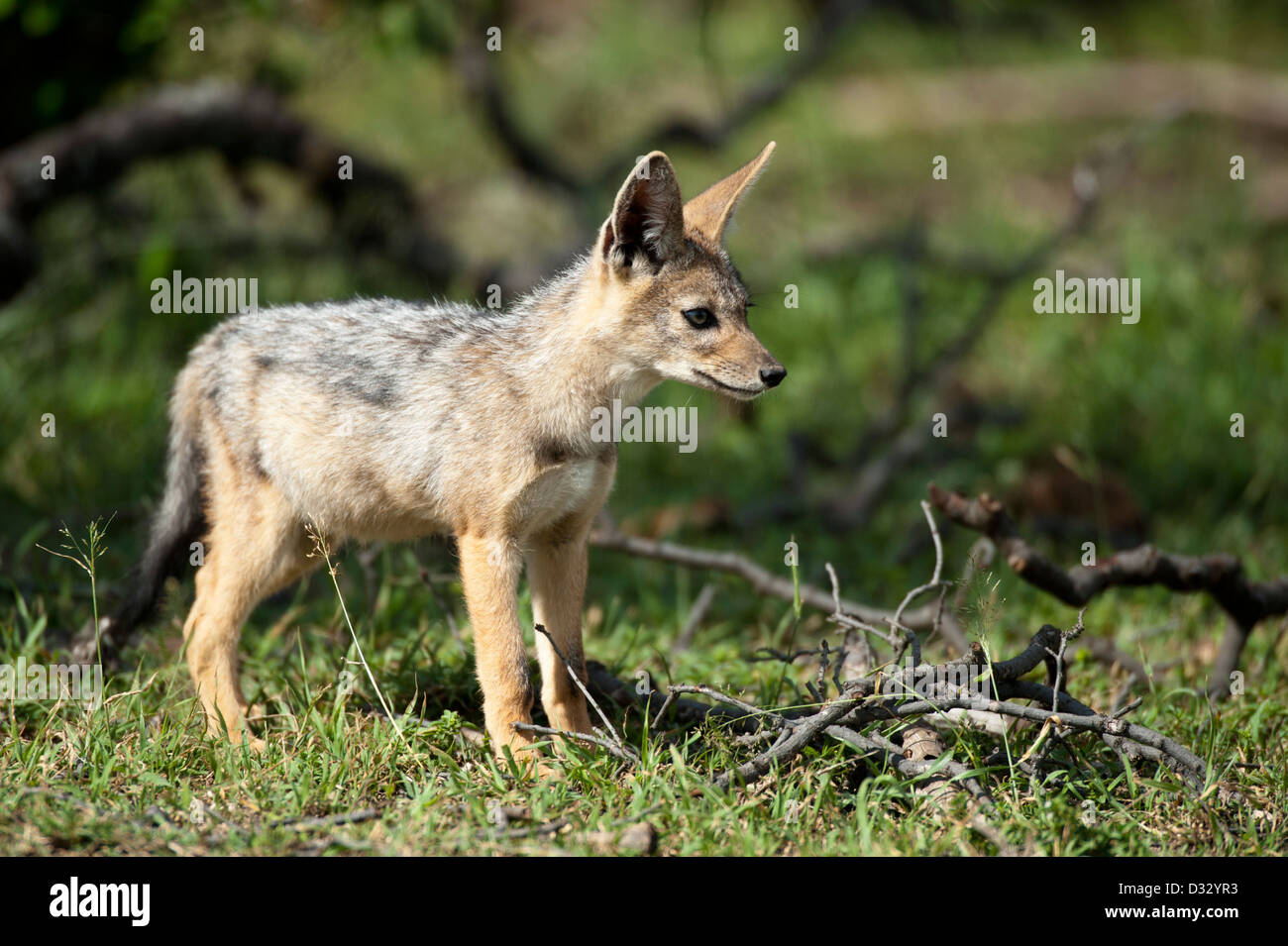Young Black-backed jackal (Canis mesomelas), Maasai Mara National ...