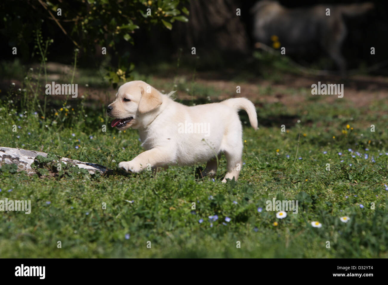 Labs assistance yellow labrador working dog cute hi-res stock ...
