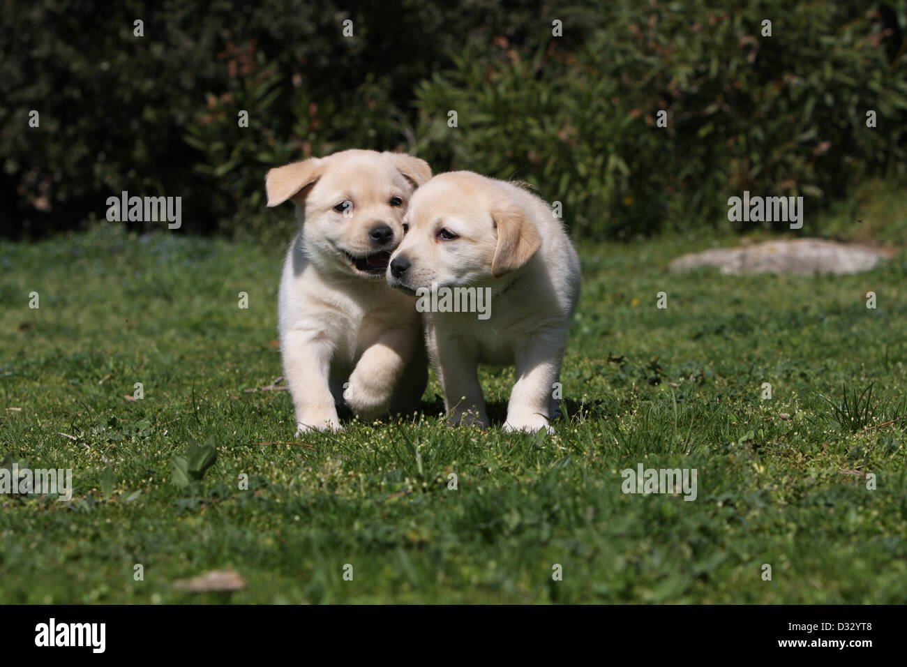 Labs assistance yellow labrador working dog cute hi-res stock ...