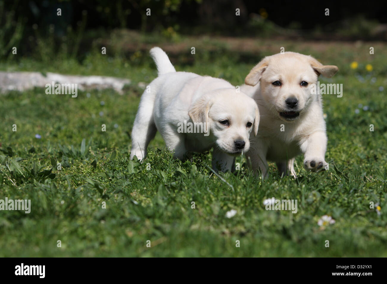 Lab Puppy Running