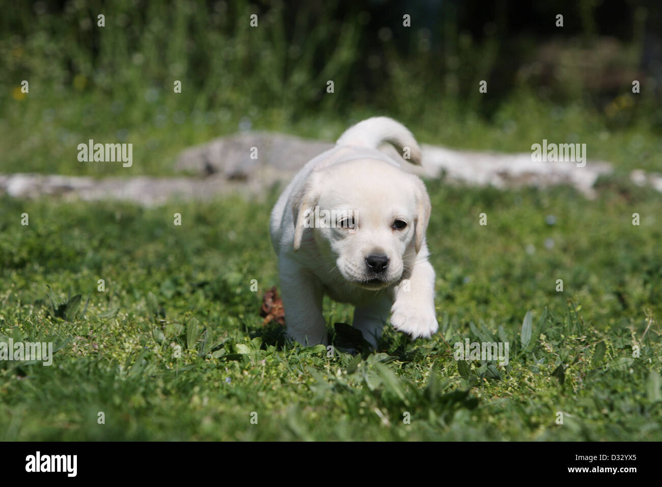 Labs assistance yellow labrador working dog cute hi-res stock ...