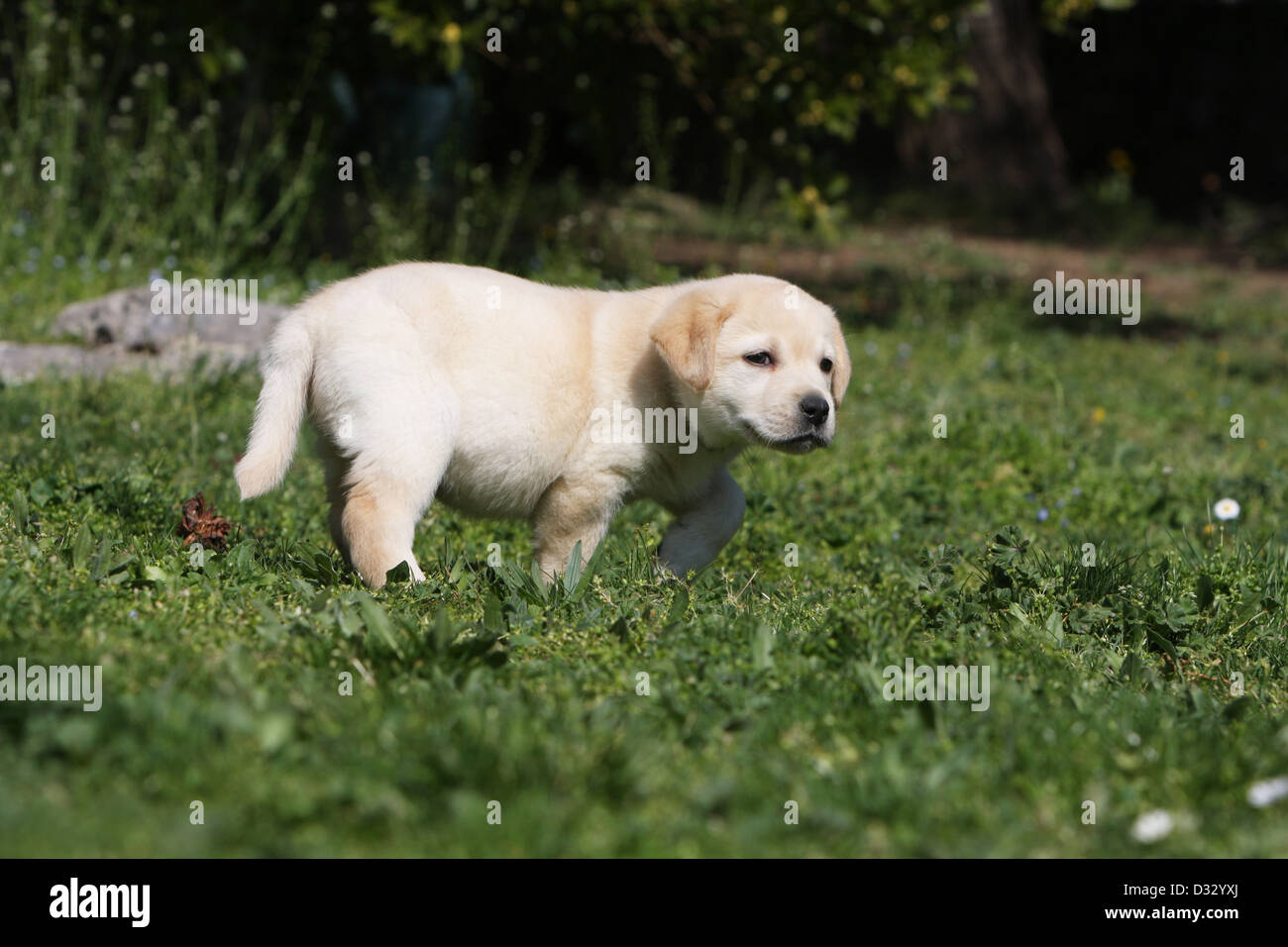 Dog Labrador Retriever puppy (yellow) walking in a garden Stock Photo ...
