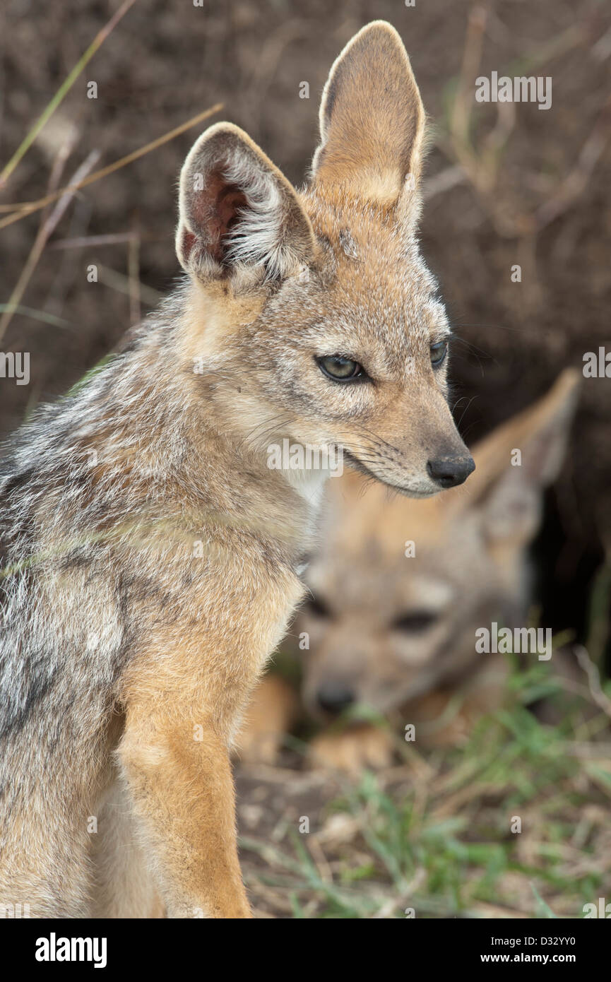 Black-backed jackal at a den (Canis mesomelas), Maasai Mara National ...
