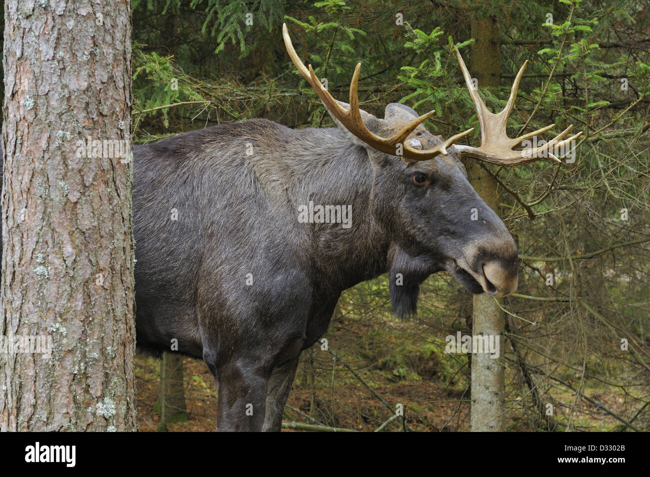 Bull Elk (Alces alces) behind a pine tree in mating-season Stock Photo ...