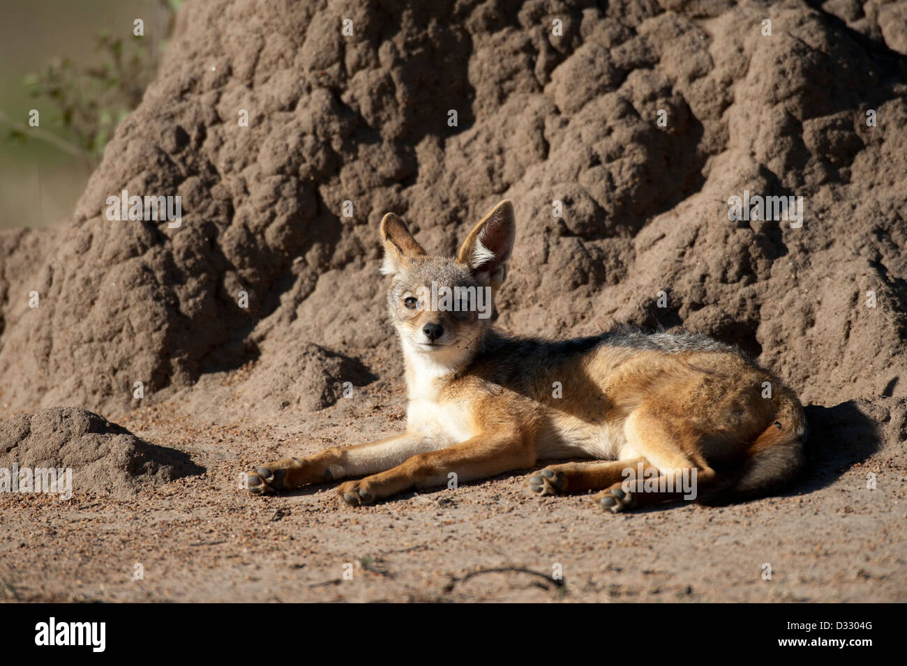 Young Black-backed jackal (Canis mesomelas), Maasai Mara National ...