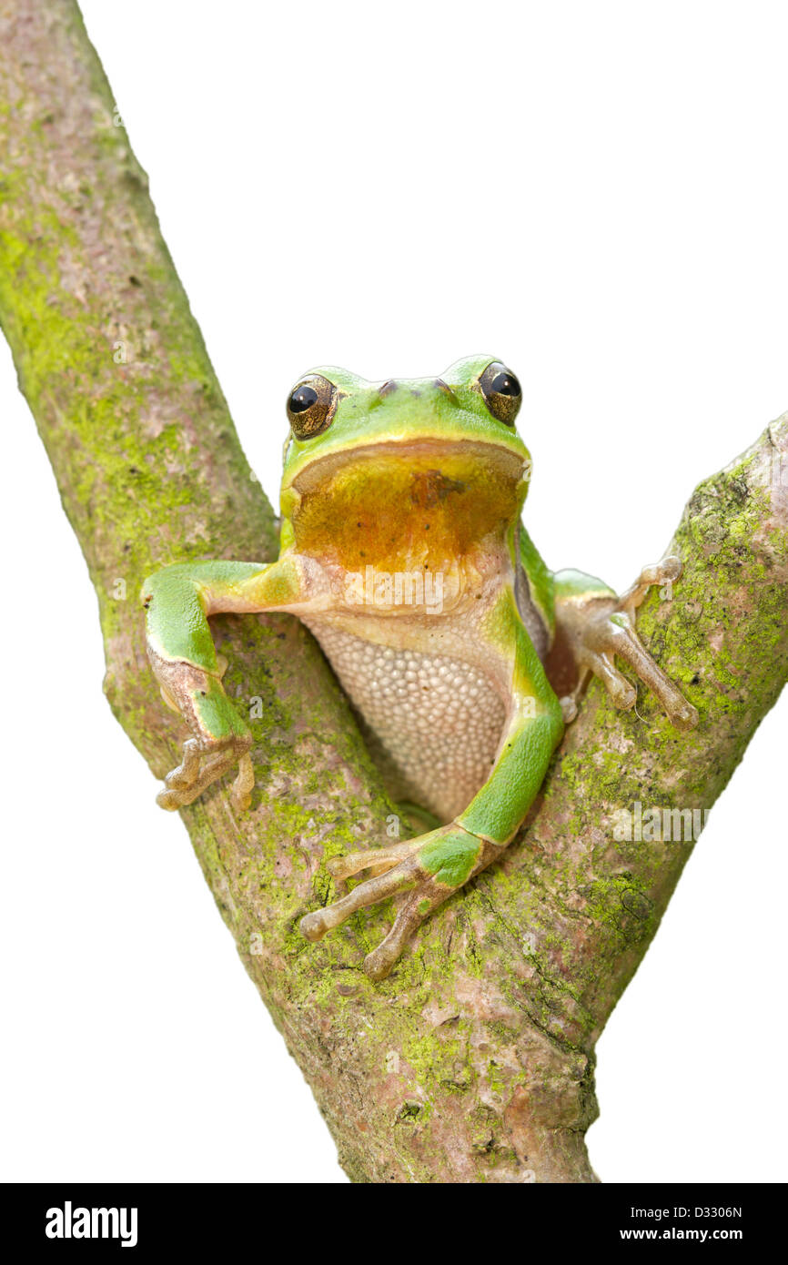European tree frog / Hyla arborea Stock Photo - Alamy