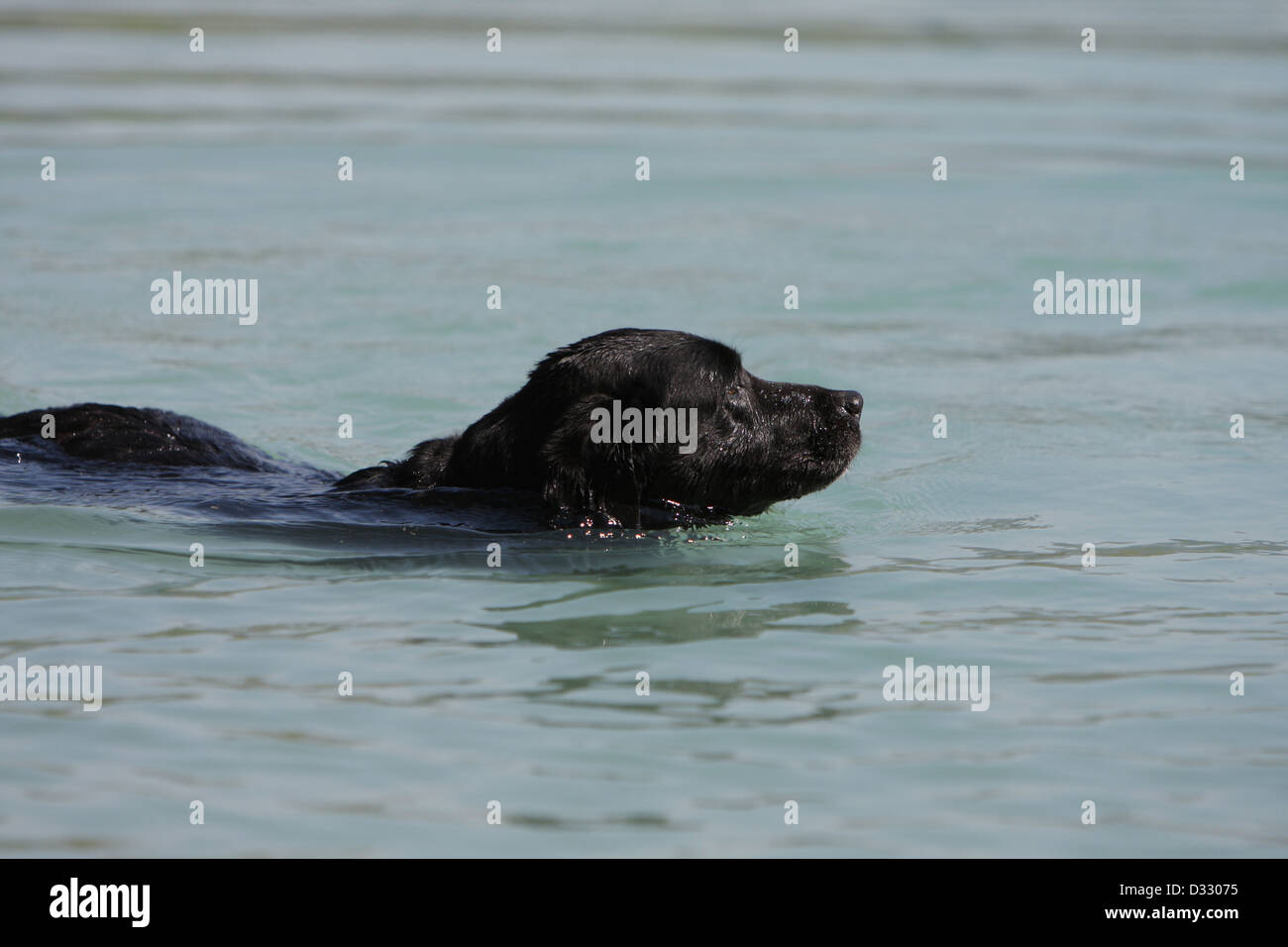 Black labrador retriever swimming in water hi-res stock photography and ...