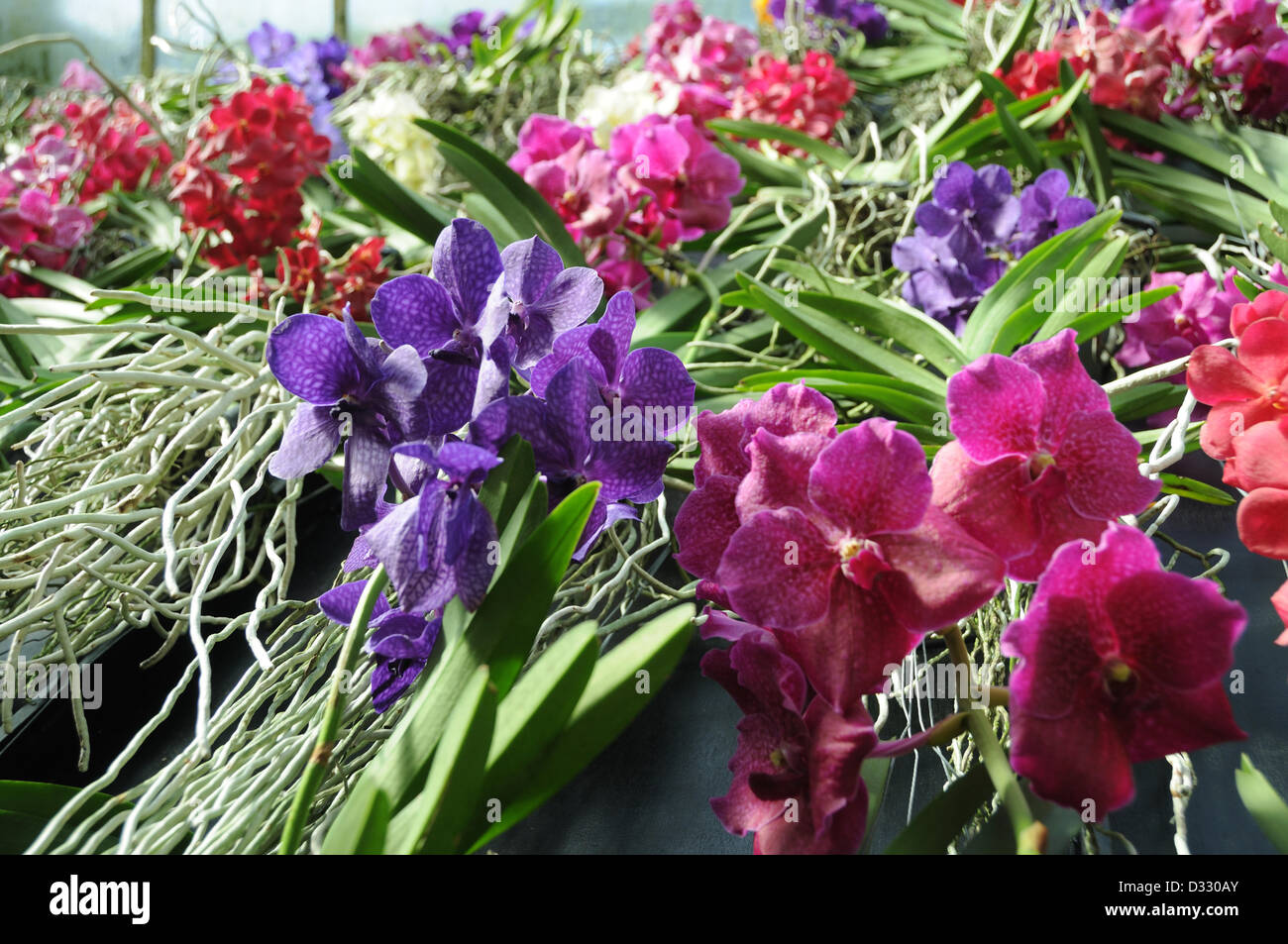 Orchids hanging hi-res stock photography and images - Alamy