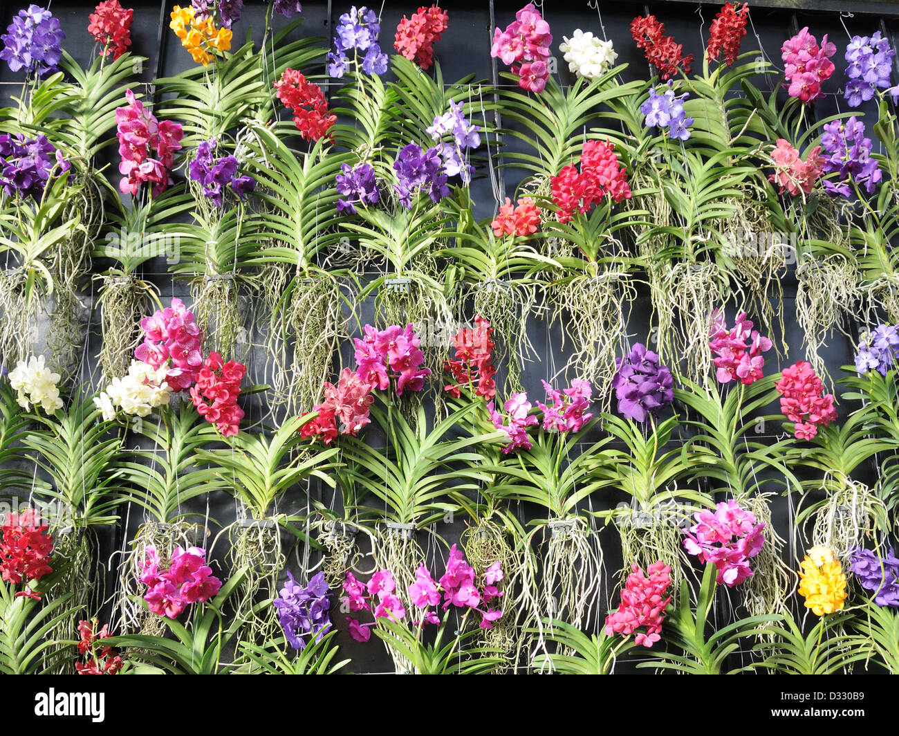 Vanda orchids and display hi-res stock photography and images - Alamy