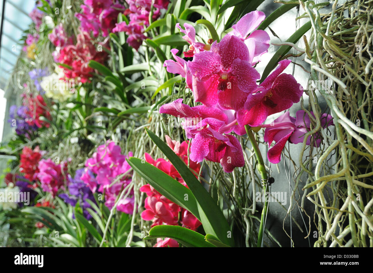 Vanda orchids and display hi-res stock photography and images - Alamy
