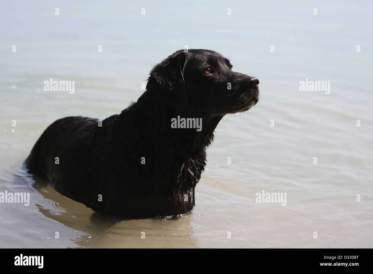 Black labrador standing up hi-res stock photography and images - Alamy