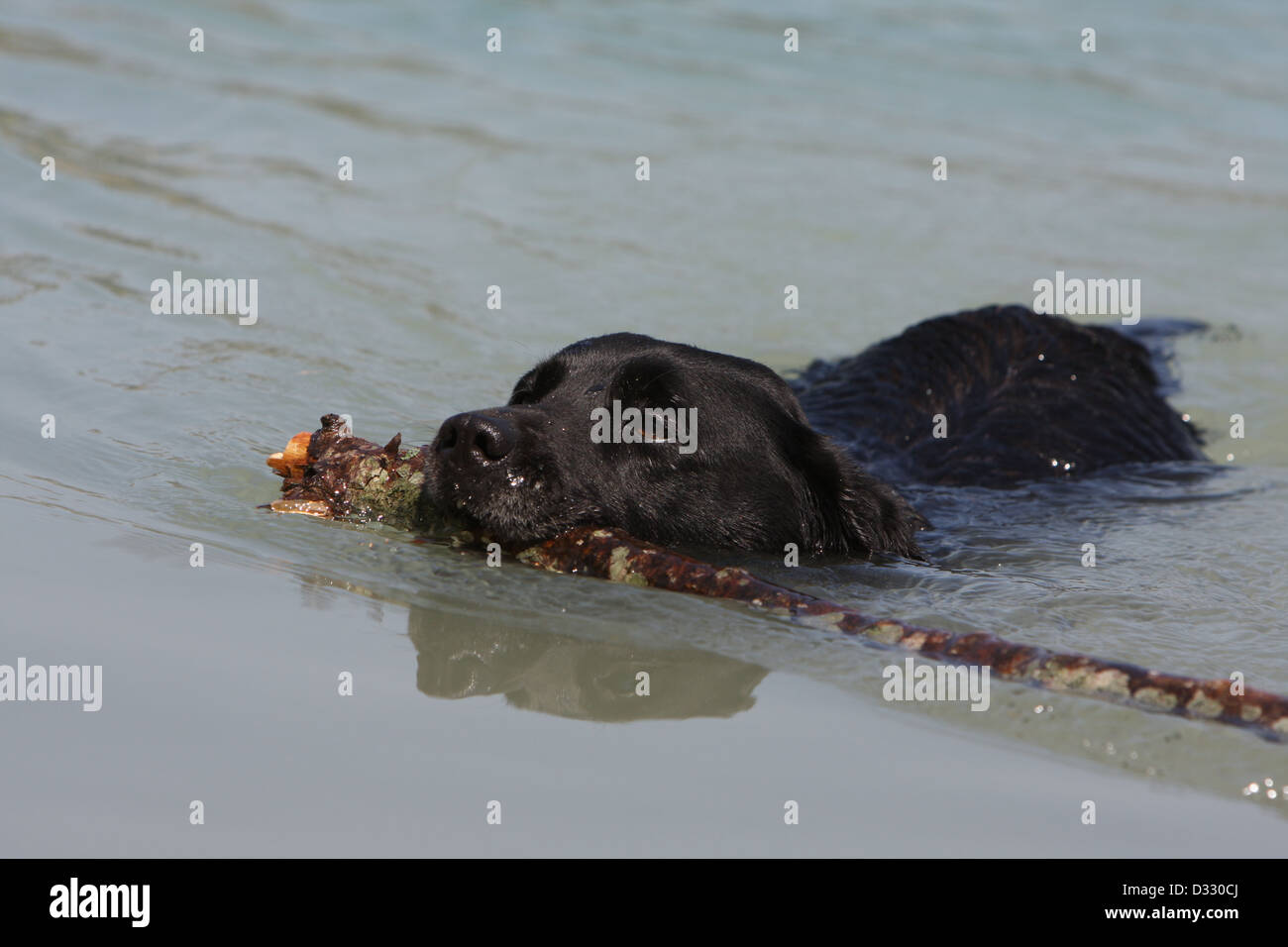 Black lab retrieving a stick hi-res stock photography and images - Alamy