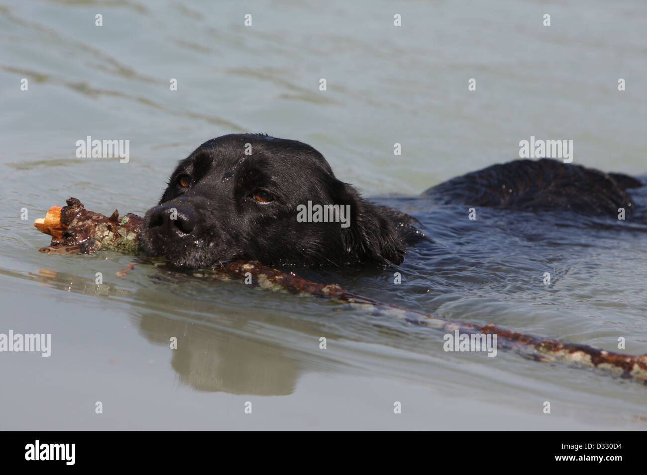 Black labrador retrieving stick hi-res stock photography and images - Alamy