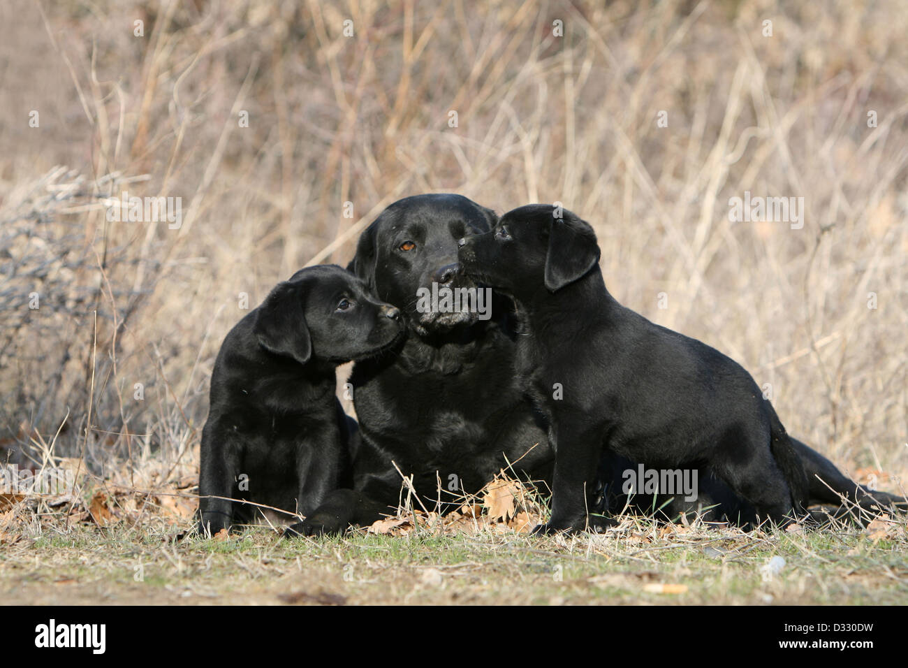 Dog Labrador Retriever adult and puppies (black) in a meadow Stock ...