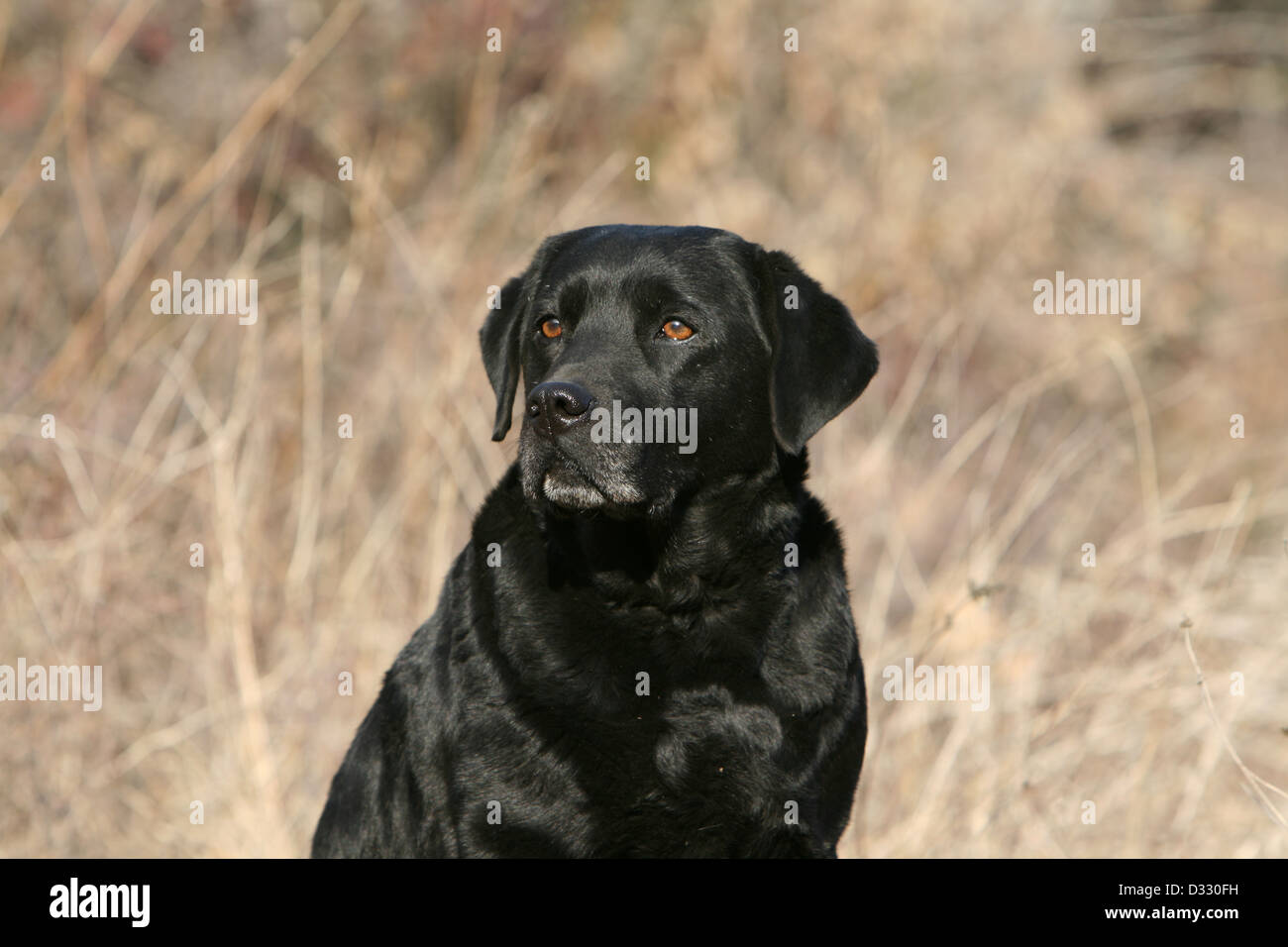 Dog Labrador Retriever adult (black) portrait Stock Photo - Alamy