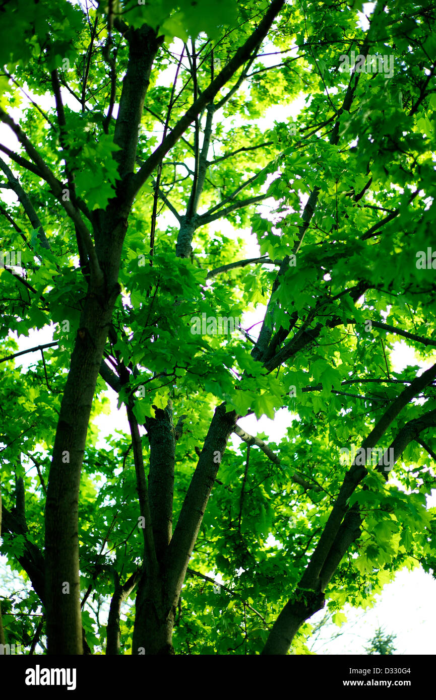 Sunny trees vertical hi-res stock photography and images - Alamy