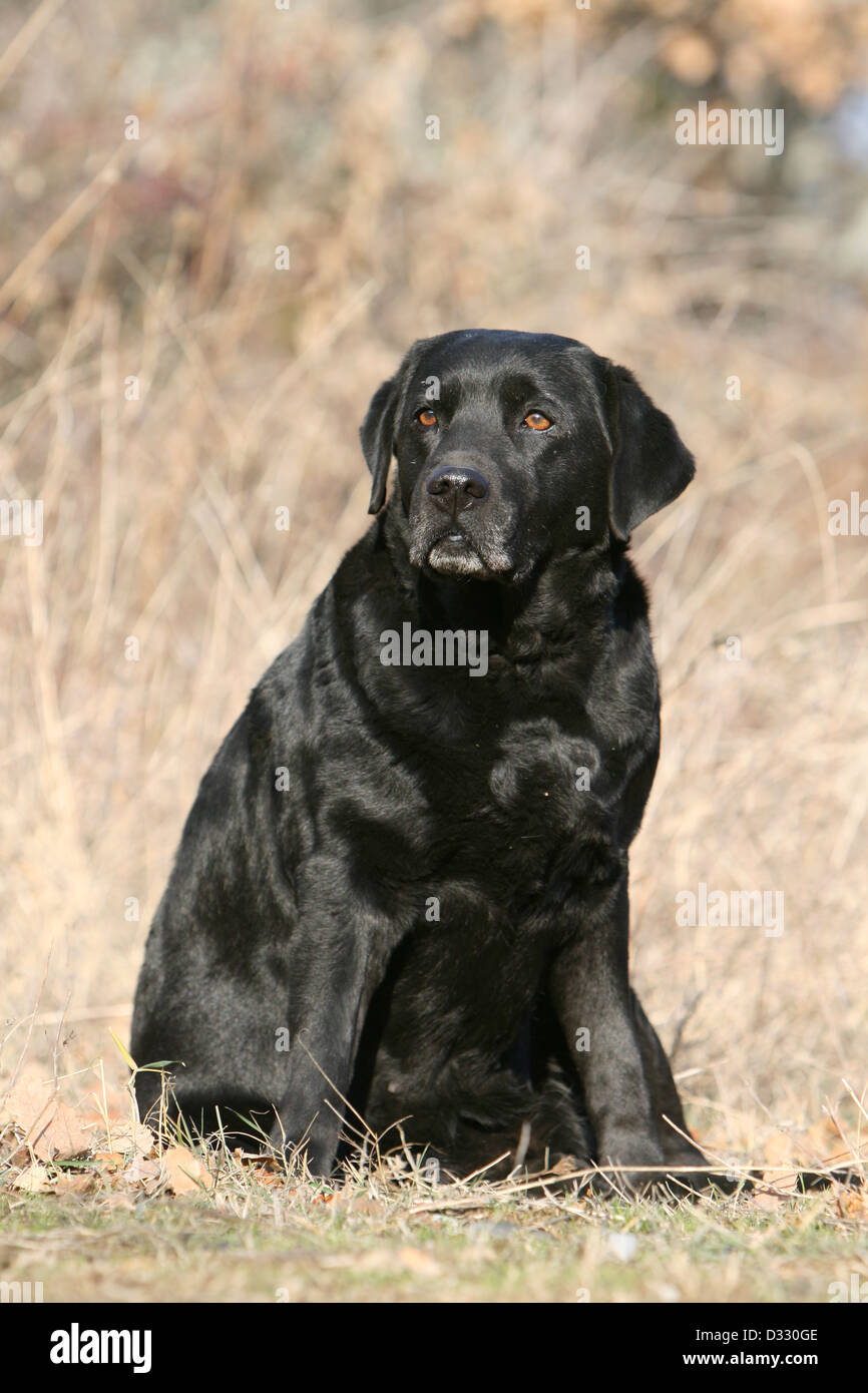 Old labrador retriever profile hi-res stock photography and images - Alamy