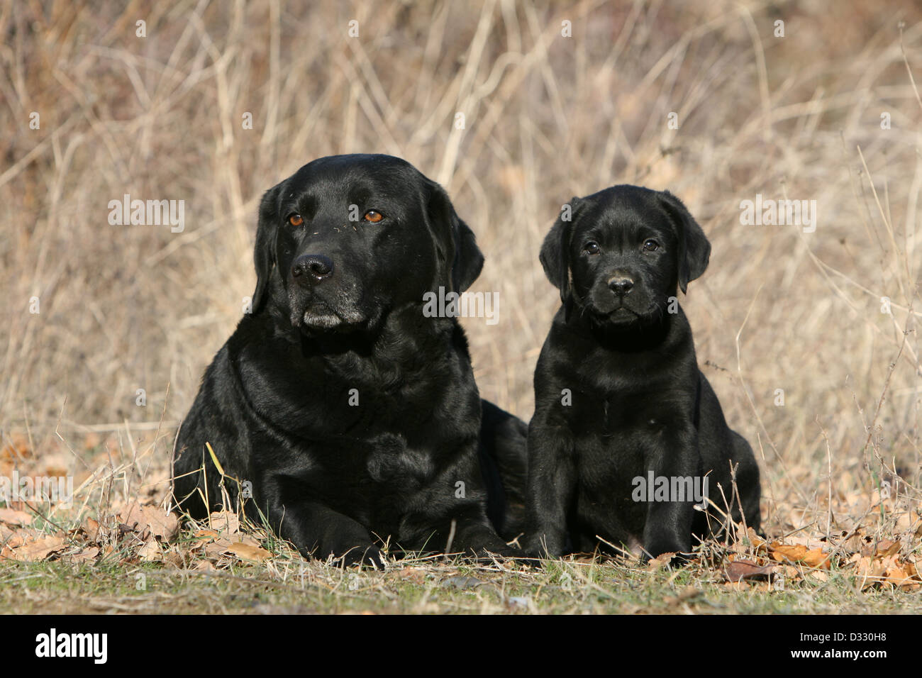 Cute little small black lab labrador retriever puppy dog hi-res stock ...