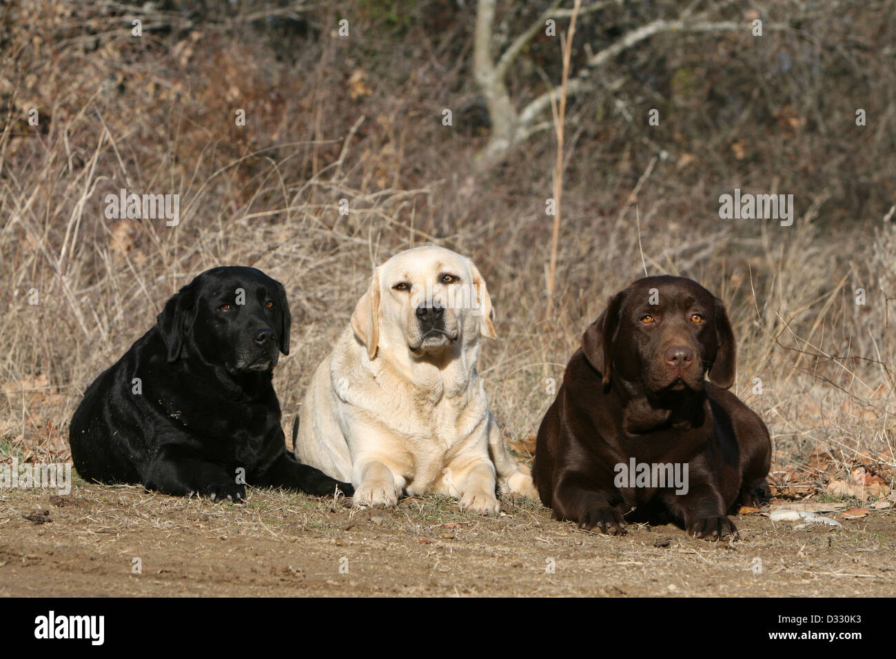Dog Labrador Retriever three adults different colors (black, yellow and ...