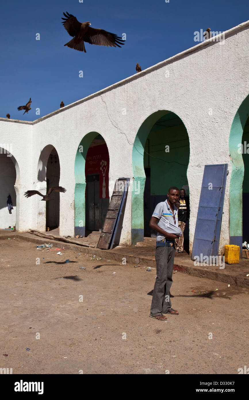 Man feeding Buzzards, Jugol (Old Town) Harar, Ethiopia Stock Photo - Alamy