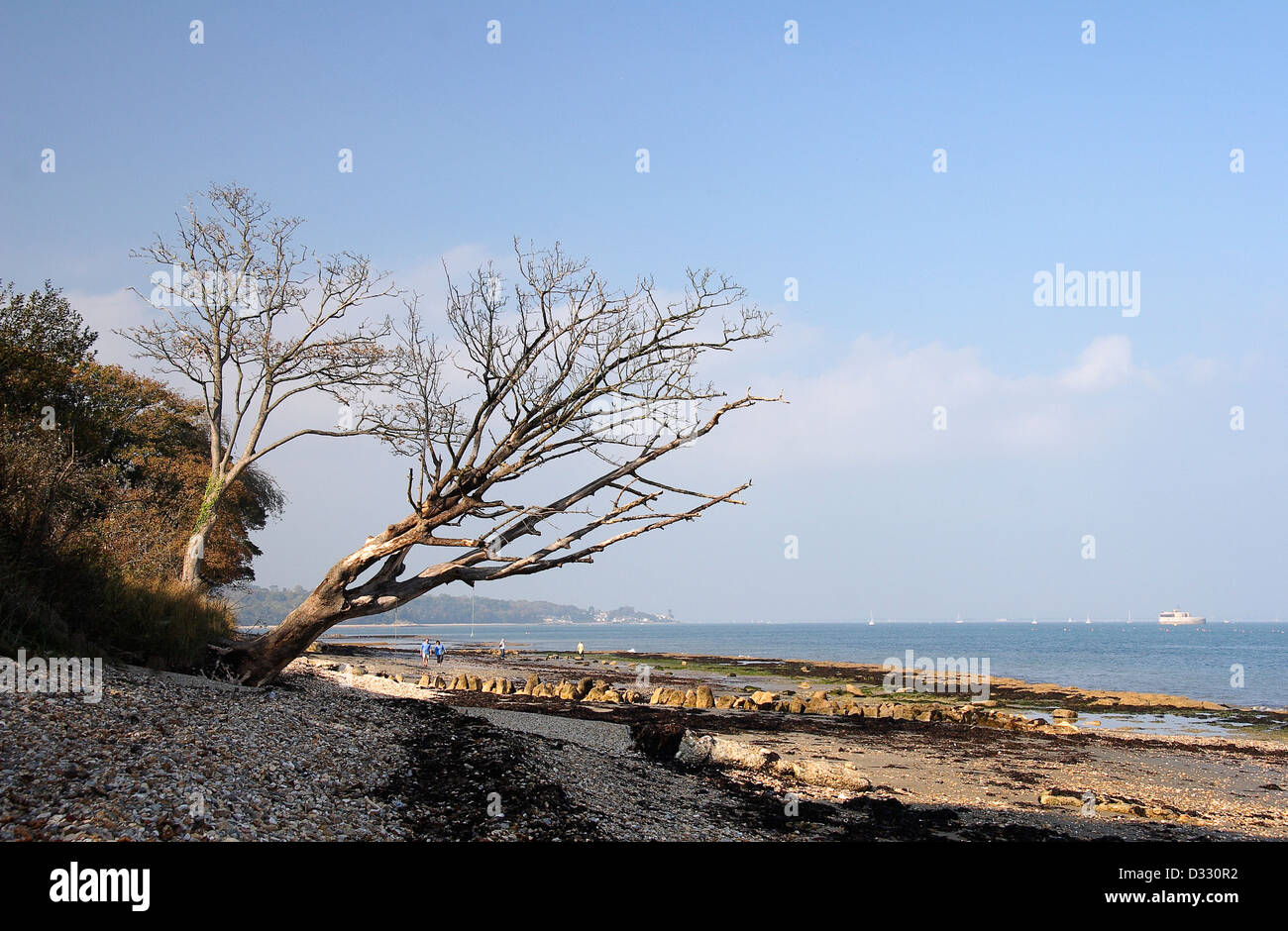 Potential driftwood Bembridge coast Isle of Wight Hampshire England ...