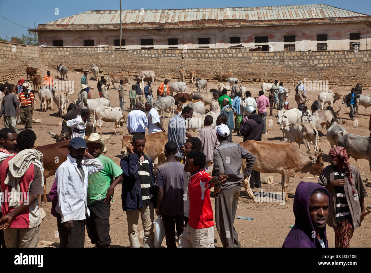 Livestock buyers hi-res stock photography and images - Alamy