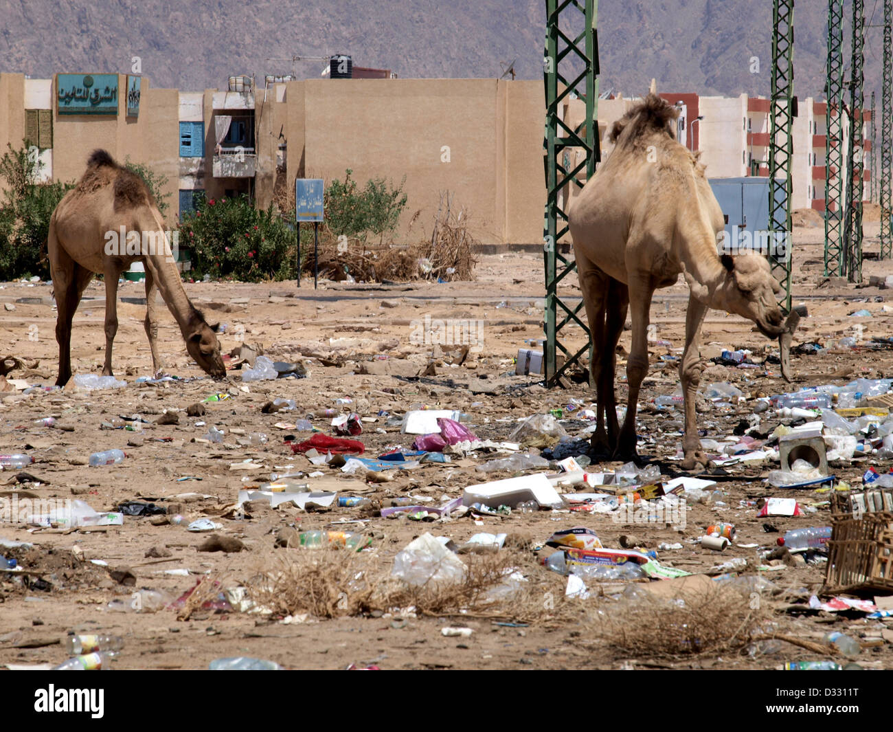 Camels grazing in trash dump in Egypt Stock Photo - Alamy