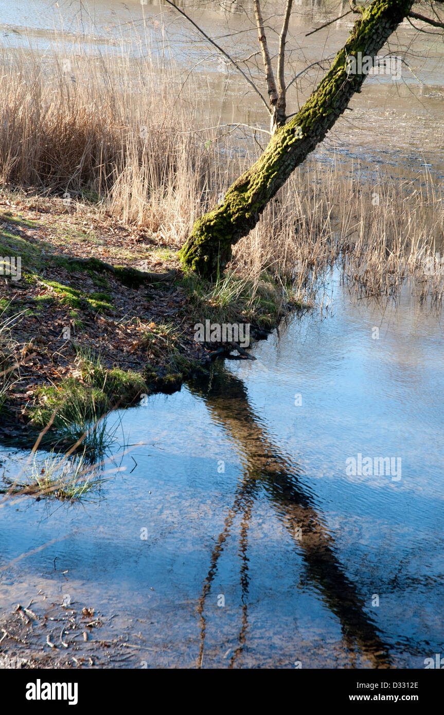 branches, tree trunks woodland stream discharging into pond, winter ...