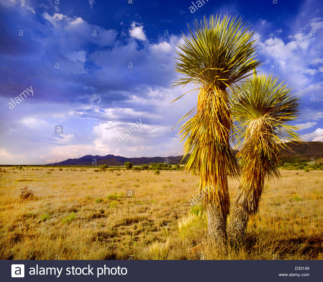 Yucca Mountains High Resolution Stock Photography and Images - Alamy