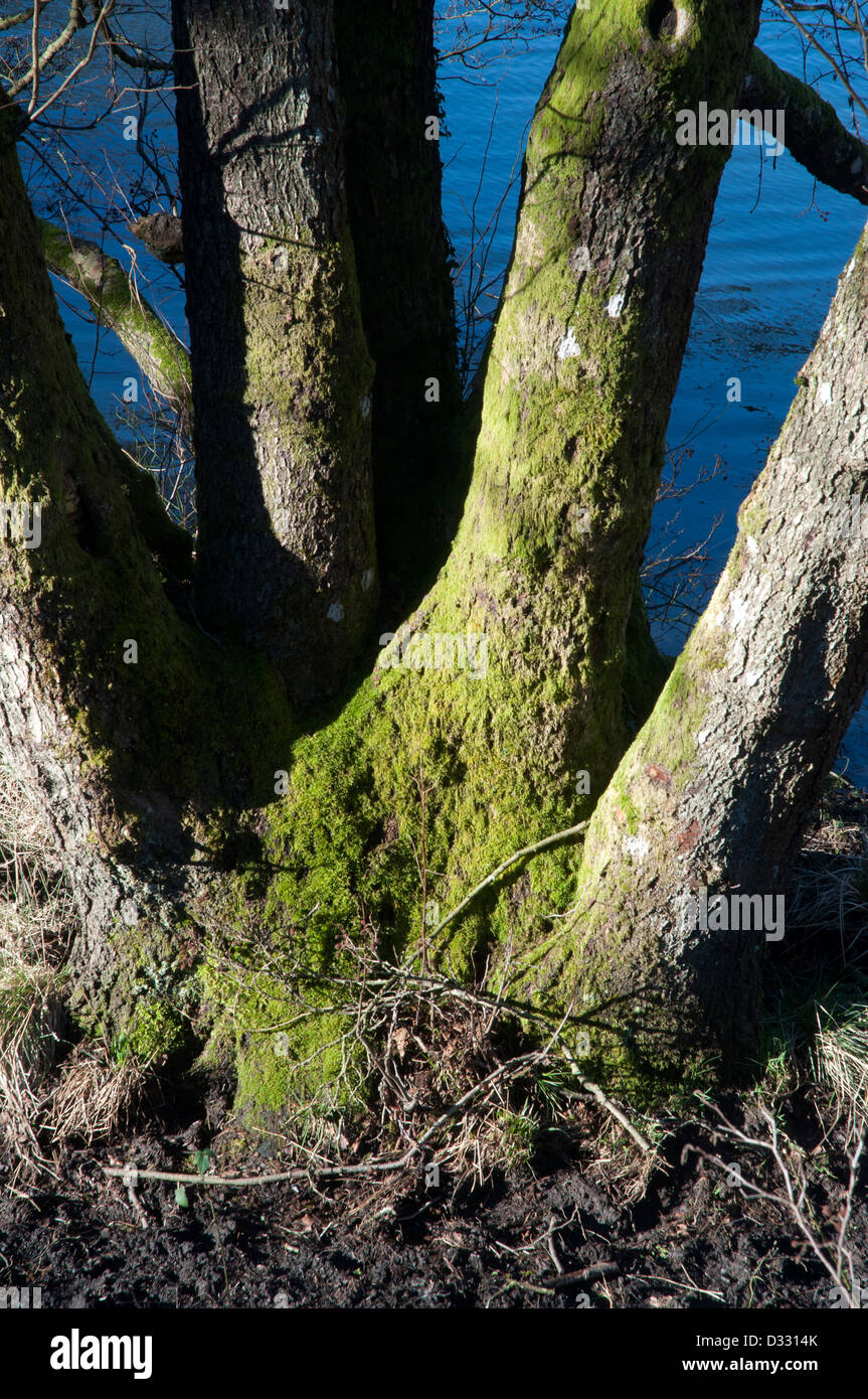 branches, tree trunks woodland stream discharging into pond, winter ...