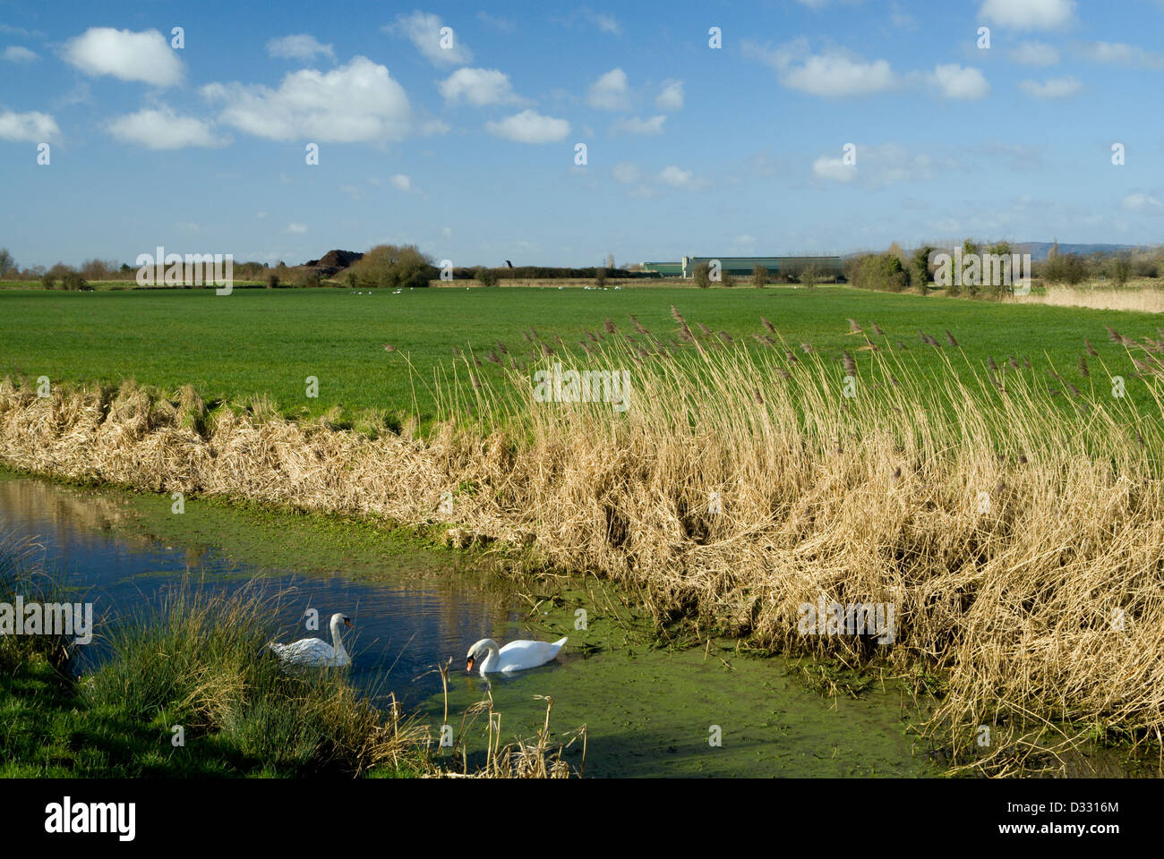 gwent levels between cardiff and newport south wales uk Stock Photo - Alamy
