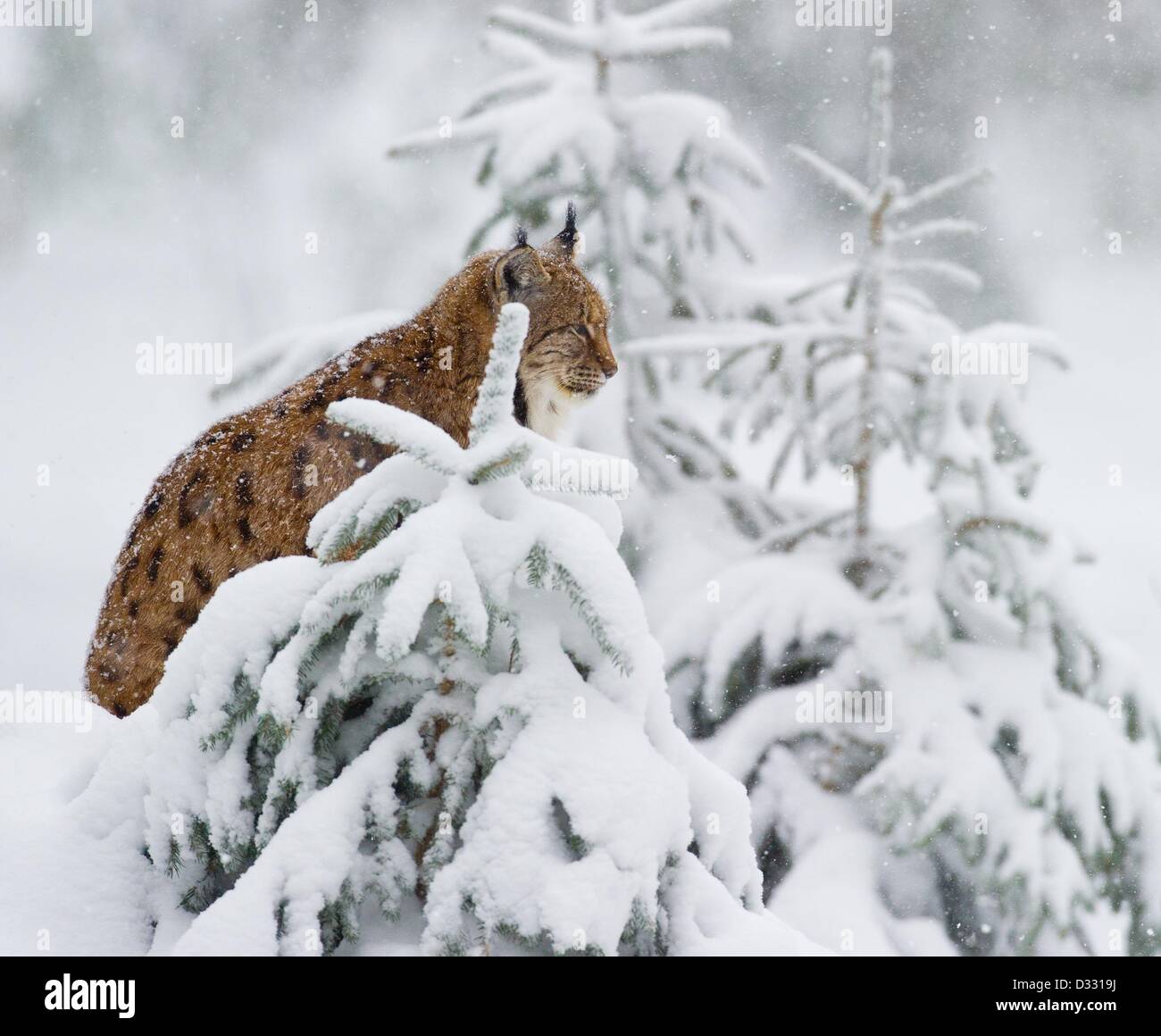 A Eurasian lynx is pictured in its wintery enclosure in the wildlife ...