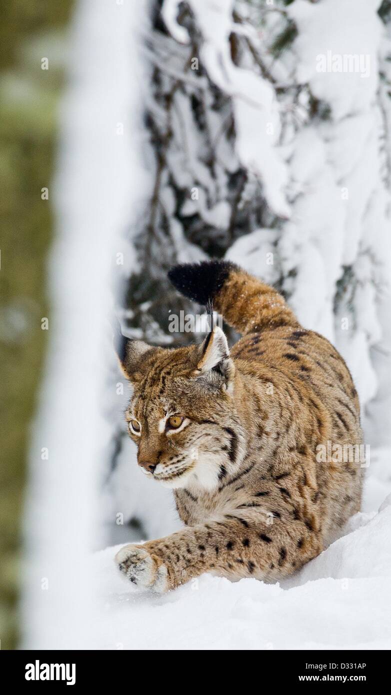 A Eurasian lynx is pictured in its wintery enclosure in the wildlife ...