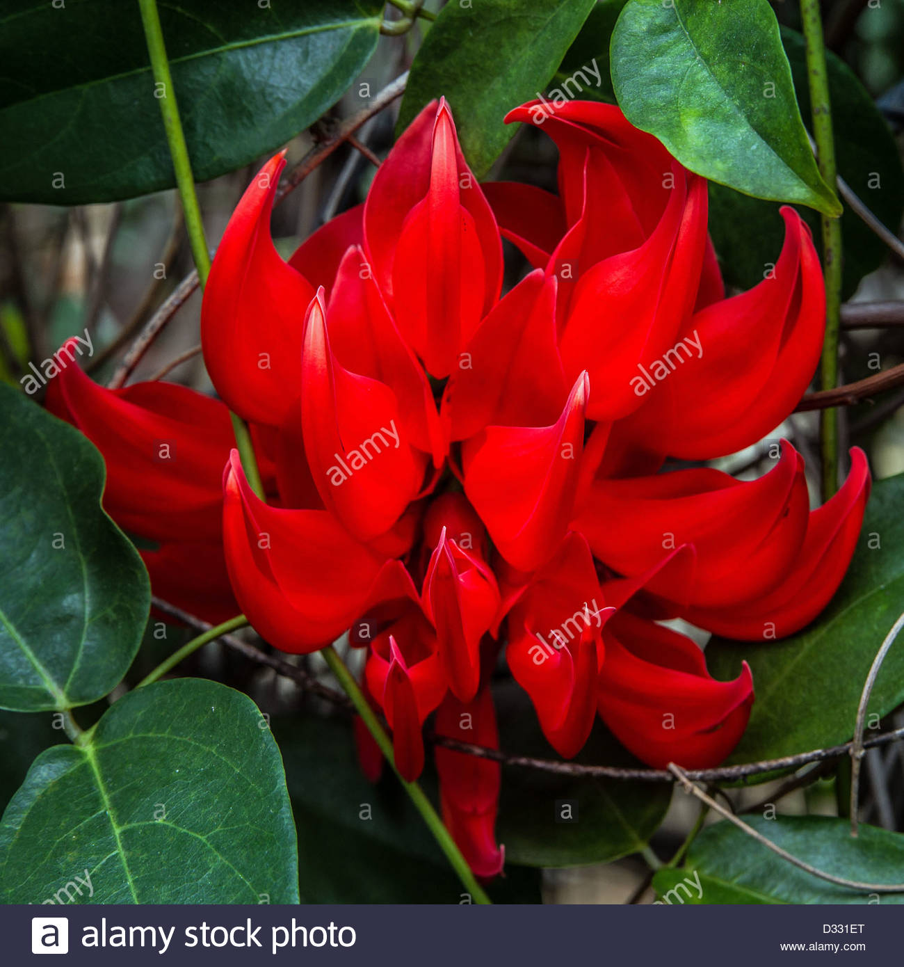 Bennetti High Resolution Stock Photography and Images - Alamy